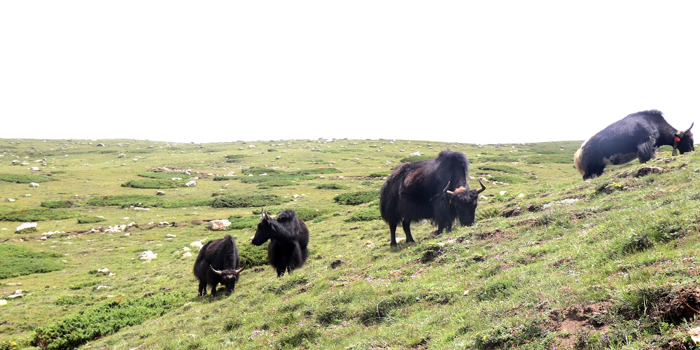 चौँरीपालन व्यवसायमा किसानको आकर्षण घट्दो - नेपाल समय :: Nepal Samaya ...